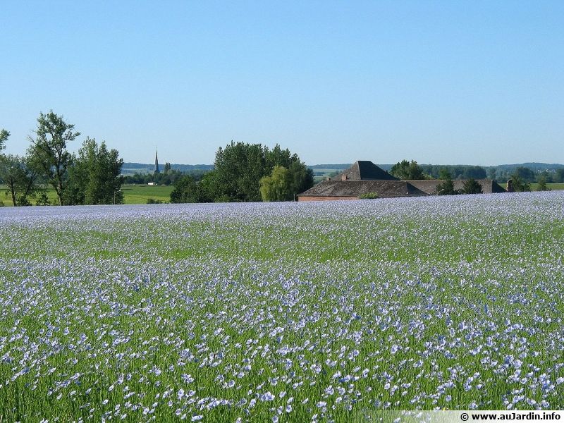 Lin, Linum : planter, cultiver, multiplier