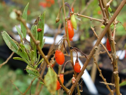 Goji, Lyciet de Barbarie : planter, cultiver, récolter