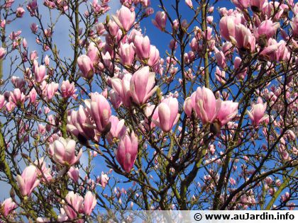 Magnolia, Magnolier : planter, cultiver, multiplier