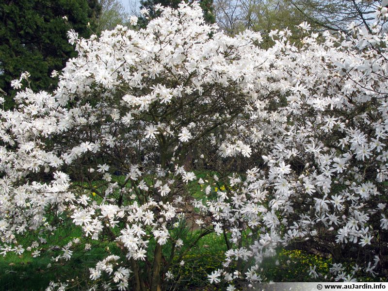 Magnolia étoilé, Magnolia stellata : planter, cultiver, multiplier