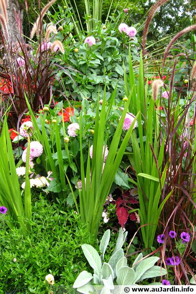 La classification des végétaux