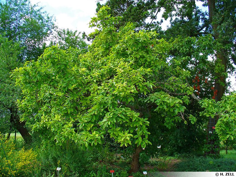 Néflier commun (Nèfle), Néflier d'Allemagne : planter, cultiver, récolter