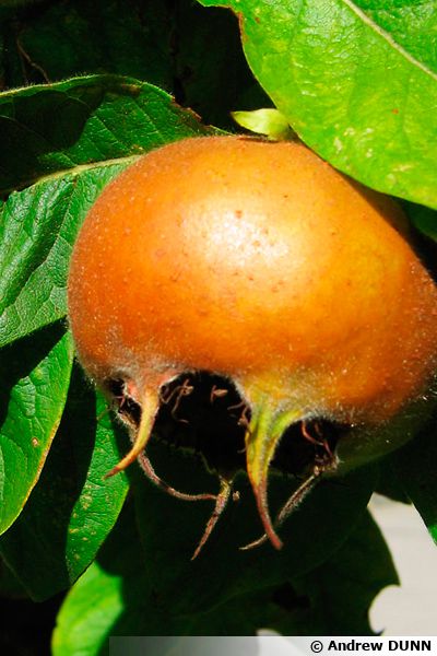 Néflier commun (Nèfle), Néflier d'Allemagne : planter, cultiver, récolter