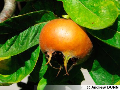 Néflier commun (Nèfle), Néflier d'Allemagne : planter, cultiver, récolter