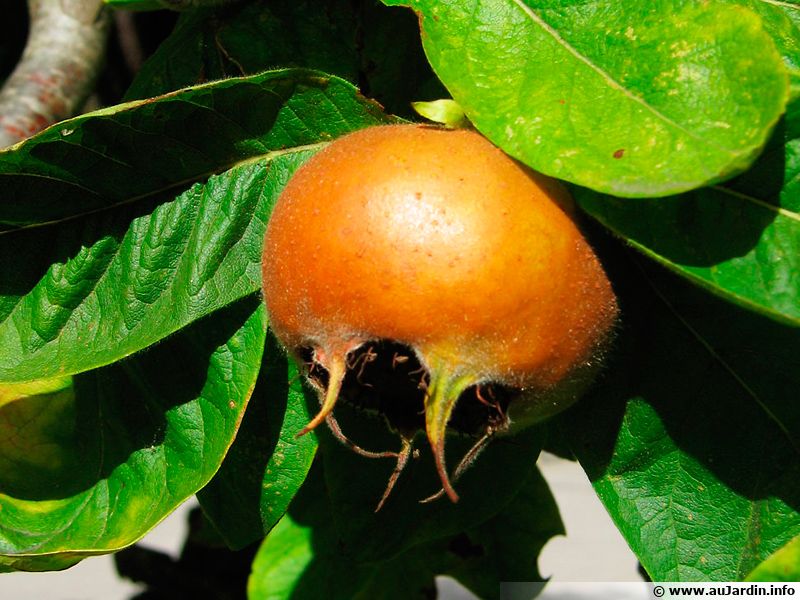 Néflier commun (Nèfle), Néflier d'Allemagne : planter, cultiver, récolter