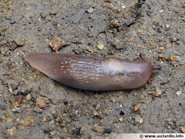 Les gastéropodes, escargots et limaces