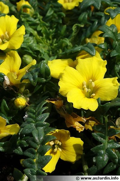 Morisie enfouissante, Morisia monanthos : planter, cultiver, multiplier