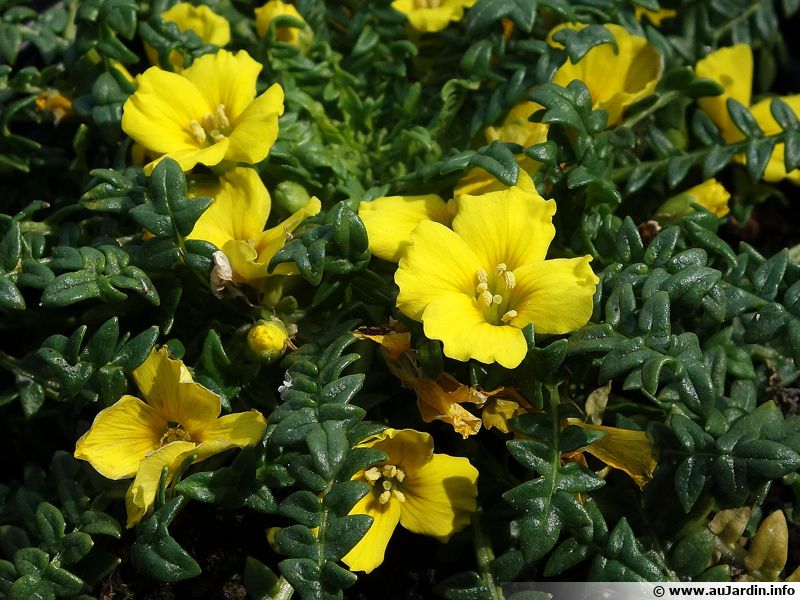 Morisie enfouissante, Morisia monanthos : planter, cultiver, multiplier