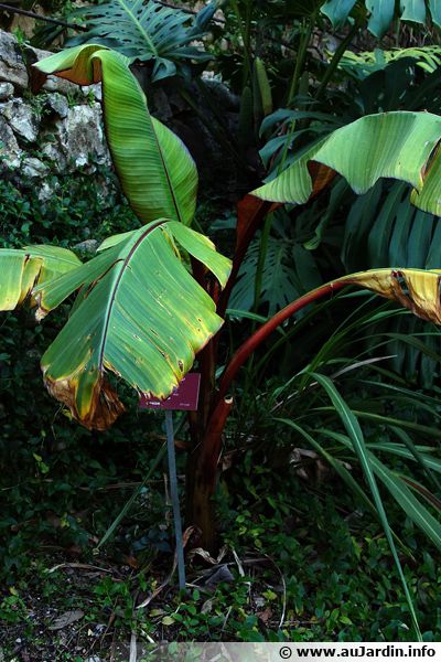 Bananier d'Abyssinie, Bananier rouge, Ensete ventricosum : planter ...