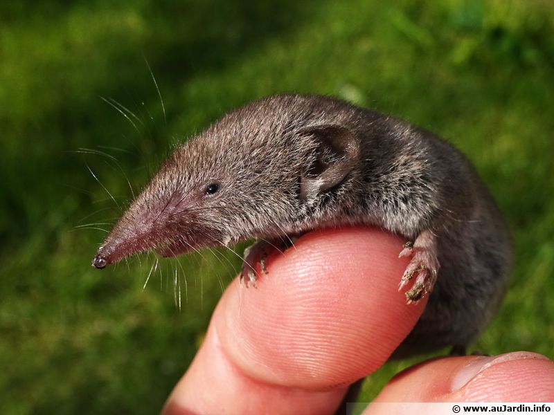 Musaraigne : découvrez cette mini-chasseuse d'insectes qui booste la ...