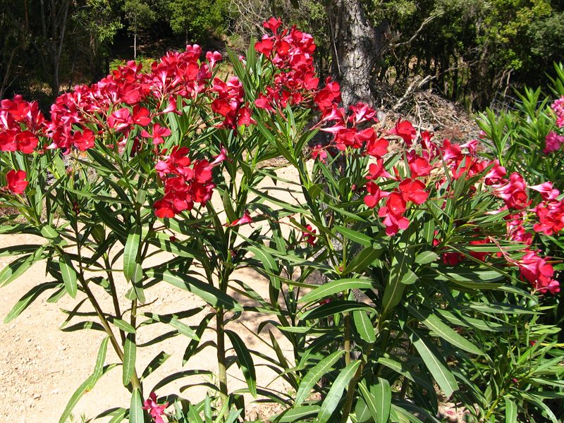 Laurier rose (Nerium oleander) : l'éclat de la Méditerranée au jardin