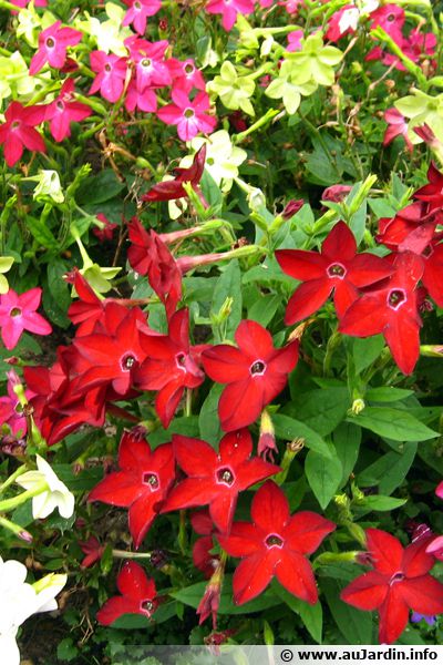 Tabac d'ornement, Tabac ailé, Nicotiana alata : planter, cultiver ...