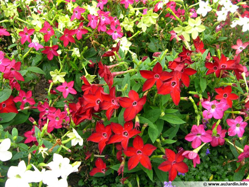 Tabac d'ornement, Tabac ailé, Nicotiana alata : planter, cultiver ...