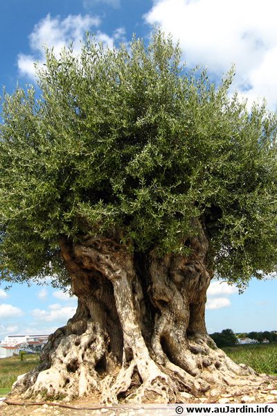 Olivier (Olive) : planter, cultiver, récolter