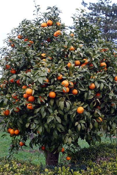 La zone de l'oranger