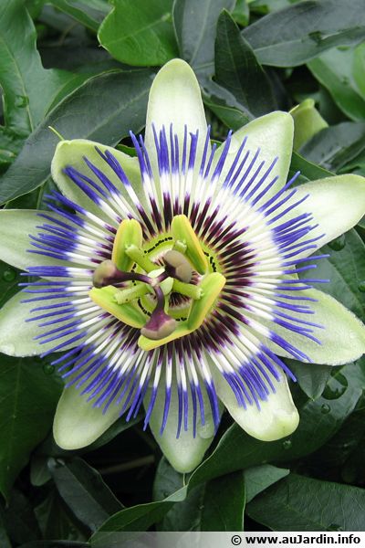 Passiflore bleue, passiflora caerulea : planter, cultiver, multiplier