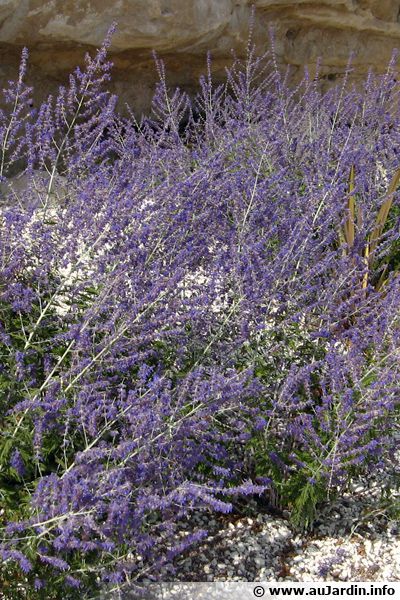 Perovskia, Sauge russe, Lavande d'Afghanistan : planter, cultiver ...