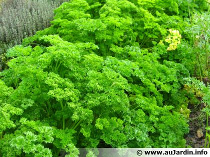 Persil frisé : planter, cultiver, récolter