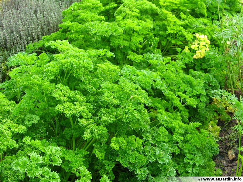 Persil frisé : planter, cultiver, récolter