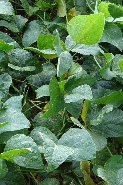 Haricot de Lima, Haricot du Cap, Pois du Cap : planter, cultiver, récolter