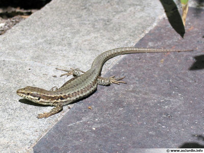 Les reptiles, lézards, serpents