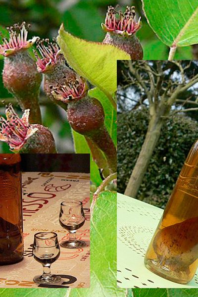 Mettre une poire en bouteille