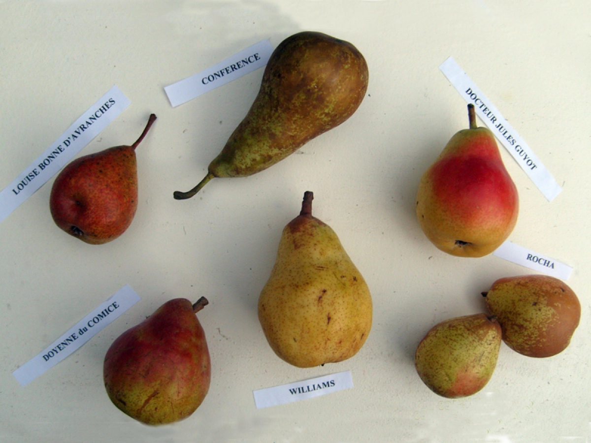 Types De Poires Quelle Sorte De Poire ? : R/FruitTree