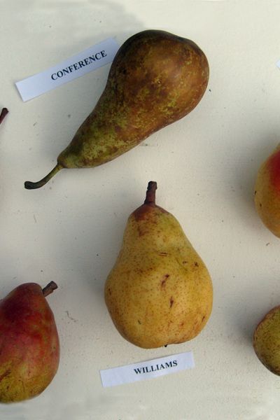 Poires commerciales