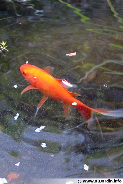 Le poisson rouge, un classique du bassin