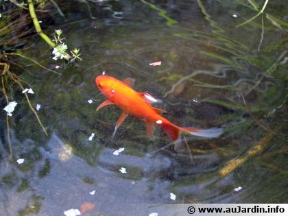 Le poisson rouge, un classique du bassin