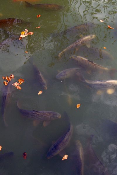Les poissons de bassin