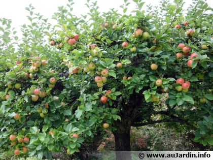 Les soins a apporter aux pommiers