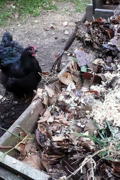 La fiente de poule, un engrais naturel et de qualité