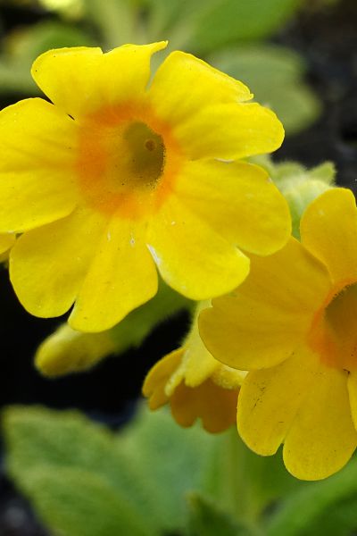 Primevère de Forrest, Primula forrestii : planter, cultiver, multiplier