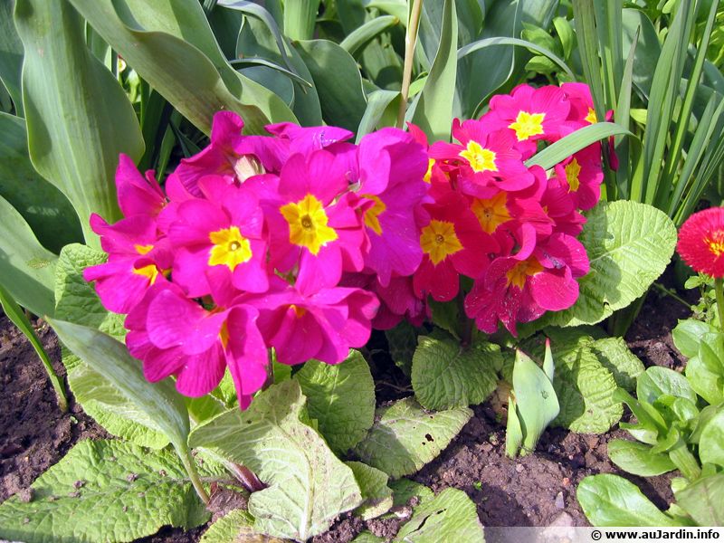 Primevère des jardins, Primula x acaulis : planter, cultiver, multiplier