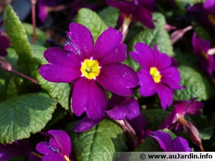 Primevère tapissante du Caucase, Primula juliae : planter, cultiver ...