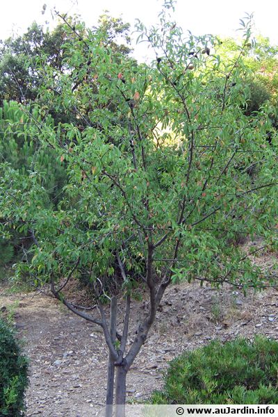Amandier (Amande) : planter, cultiver, récolter
