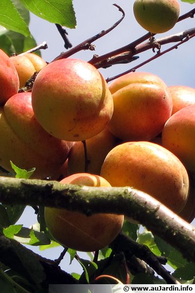 Abricotier (Abricot), Guigne, Bigarreau, Guignier sauvage : planter ...