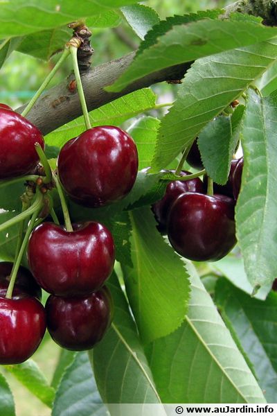 Cerisier (Cerise) : planter, cultiver, récolter