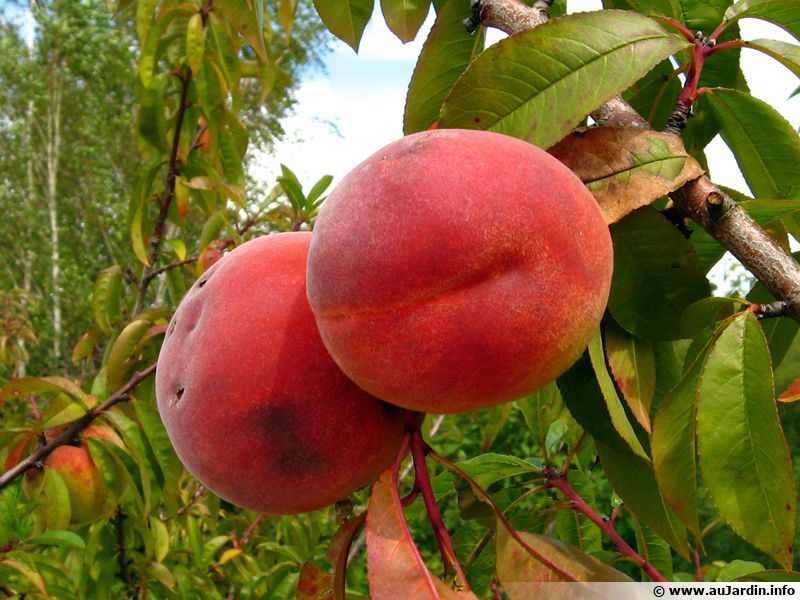 Pêcher (Pêche), Nectarinier (Nectarine), Brugnonier (Brugnon), Pavie ...