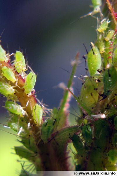 Trucs pour lutter contre les pucerons
