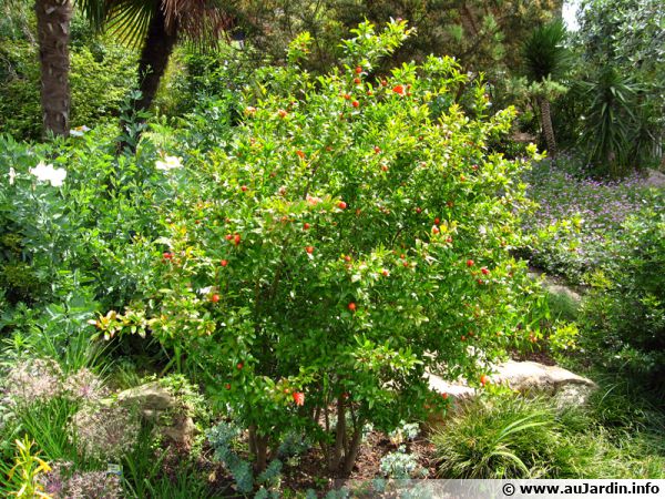 Grenadier (Grenade), Grenadier d'ornement : planter, cultiver, récolter