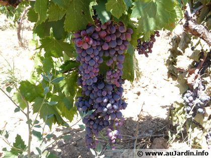 Les bienfaits du raisin