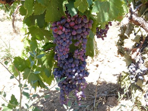 Les bienfaits du raisin