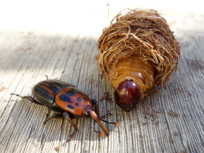 Charançon rouge du palmier, Rhynchophorus ferrugineus : symptômes et ...