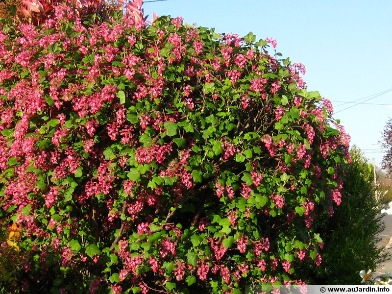 Groseillier à fleurs, Ribes sanguineum : planter, cultiver, multiplier
