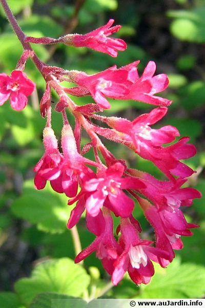 Groseillier à fleurs, Ribes sanguineum : planter, cultiver, multiplier