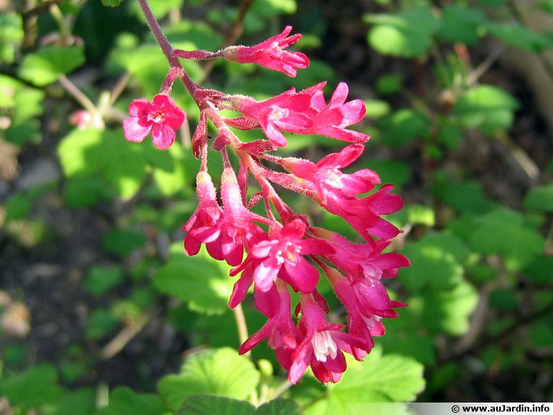 Groseillier à fleurs, Ribes sanguineum : planter, cultiver, multiplier