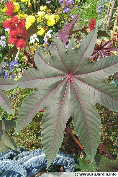 10 arbustes originaux