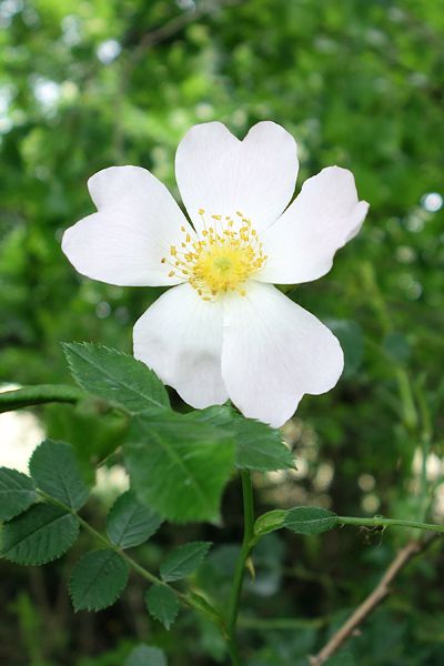 Les rosiers sauvages